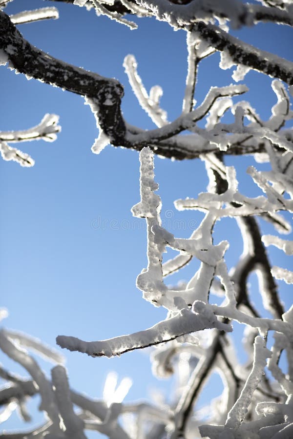 The Trees are Covered with a Snow Layer and the Sky is Blue. Fairy Tale ...