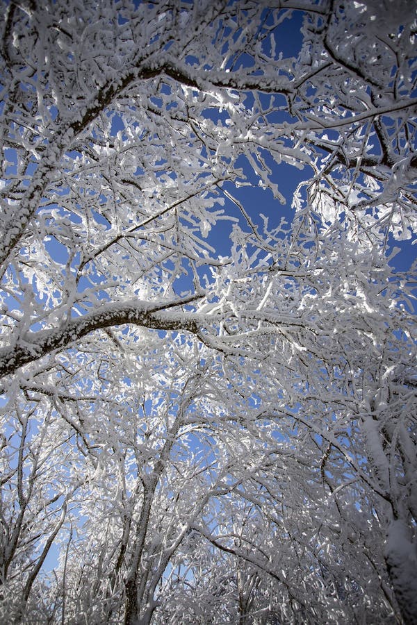 The Trees are Covered with a Snow Layer and the Sky is Blue. Fairy Tale ...