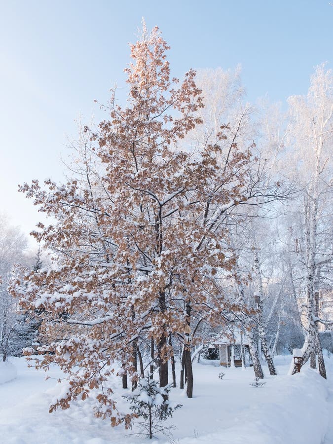 Trees covered with snow stock photo. Image of plant, snow - 84589460