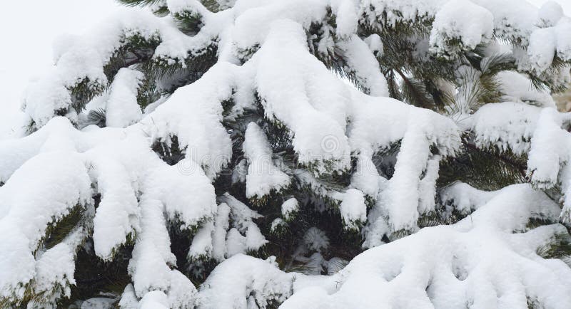 Trees covered with snow stock photo. Image of winter - 275634114