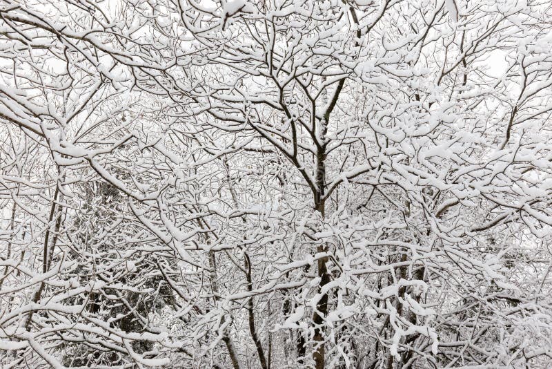 Trees Covered by Snow in Winter, Making Beautiful and Abstract Textures ...