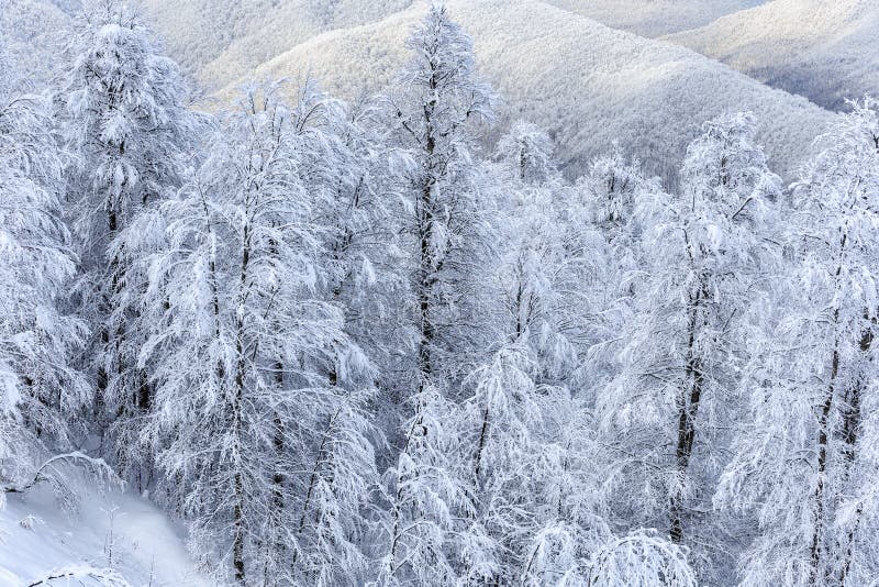 Trees Covered with Snow in the Winter Mountain Forest Beautiful ...