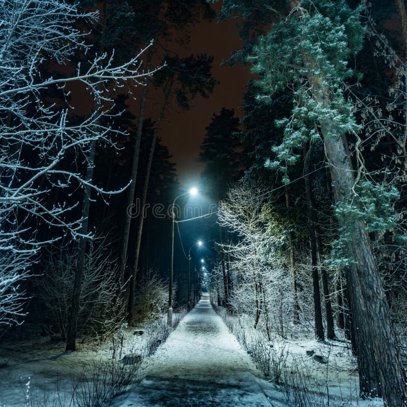 Trees Covered with Snow in the Winter Night Stock Photo - Image of road ...
