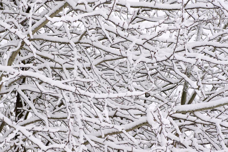 Trees covered with snow, stock photo. Image of leaf, trees - 29772098