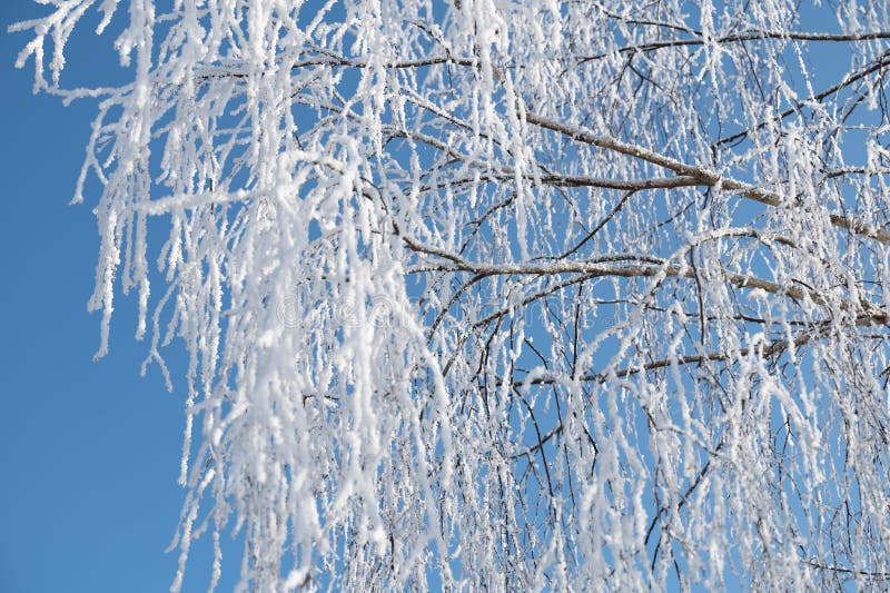 Trees after freezing rain stock photo. Image of frozen - 242541238
