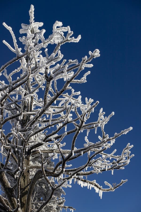 The Trees are Covered with a White Layer and the Sky is Blue. Fairy ...