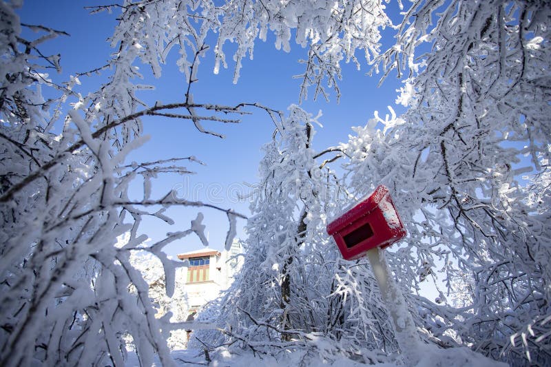 The Trees are Covered with a White Layer and the Sky is Blue. Fairy ...