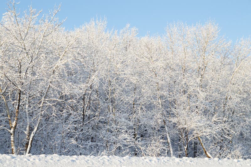 Trees Covered with White Snow Stock Image - Image of scene, color: 49304021
