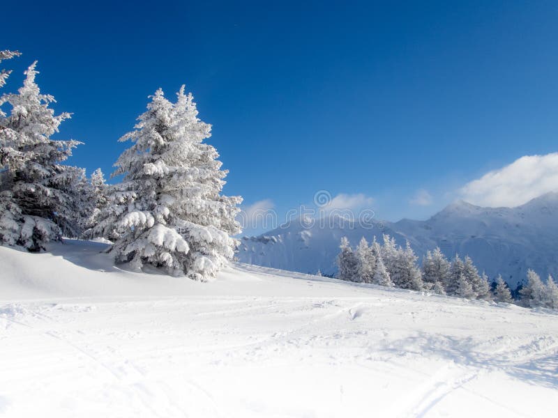 Trees Covered in White Snow Right after a Snowfall on the Swiss Alps ...
