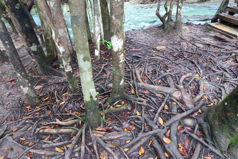Trees Covering All the Floor with Their Roots Stock Photo - Image of ...