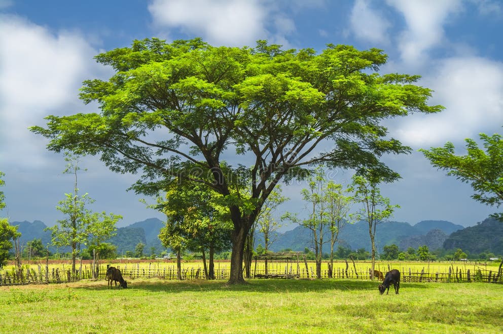 Trees and cows. Laos. stock photo. Image of blue, countryside - 27175960