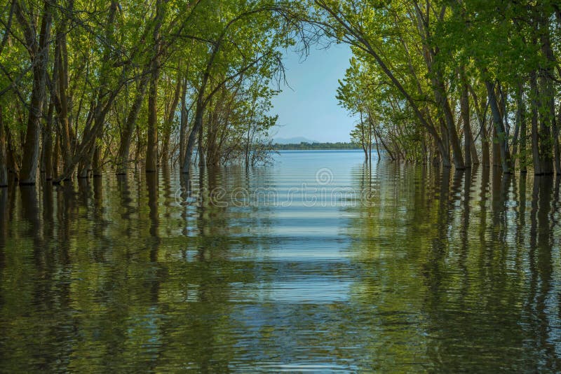 Trees Create an Arch Over the Water Under the Blue Sky Stock Image ...