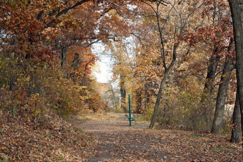 Fall Leaves on a Cold Morning. Stock Image - Image of canopy ...