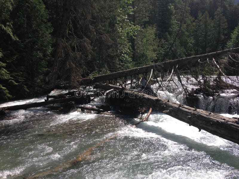 Damn of trees stock photo. Image of created, water, damn - 121741408