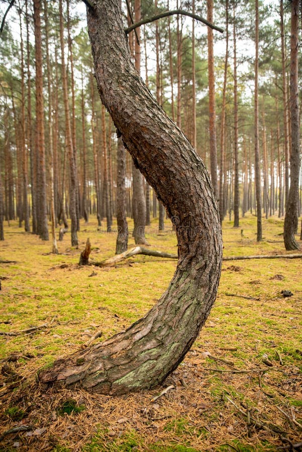 Crooked Trees in Crooked Forest in Western Poland Stock Photo - Image ...