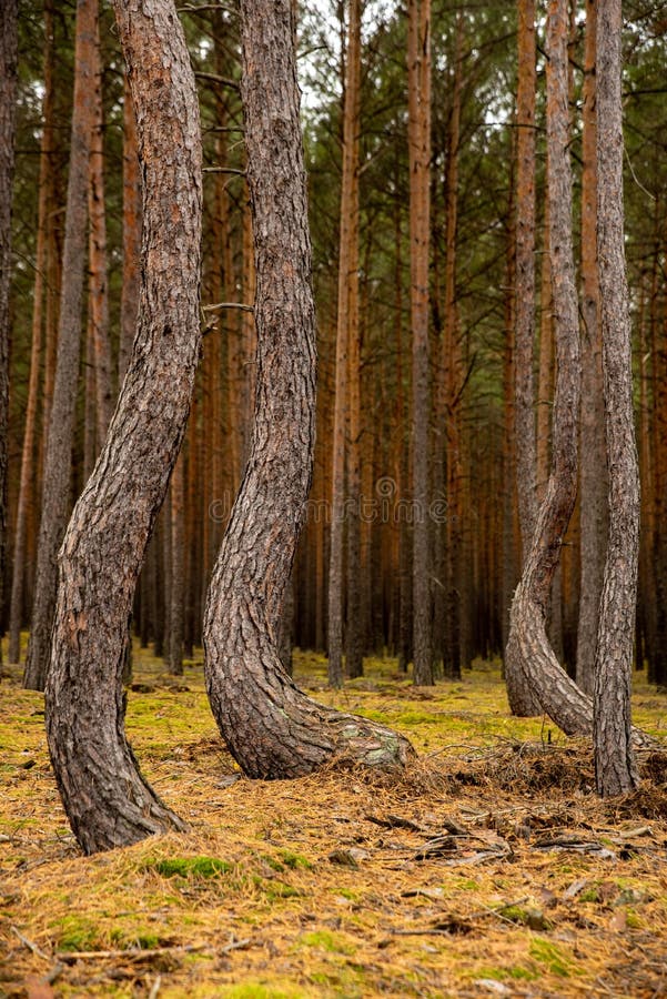 Crooked Trees in Crooked Forest in Western Poland Stock Photo - Image ...