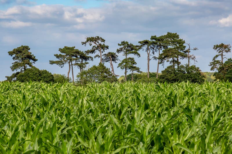 Trees and Crops stock photo. Image of geography, beautiful - 121020660