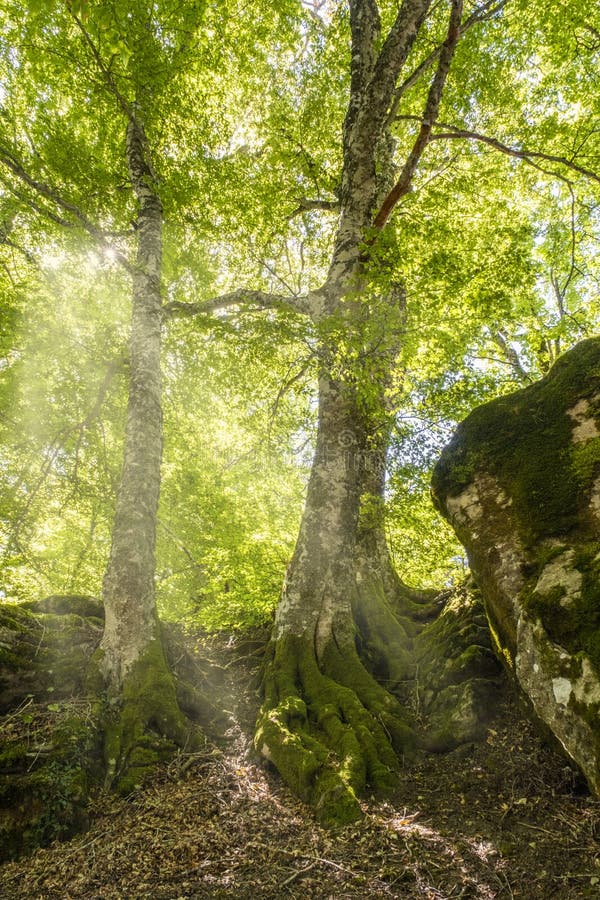Trees Crossed by the Sun S Rays Stock Photo - Image of mountain, wood ...