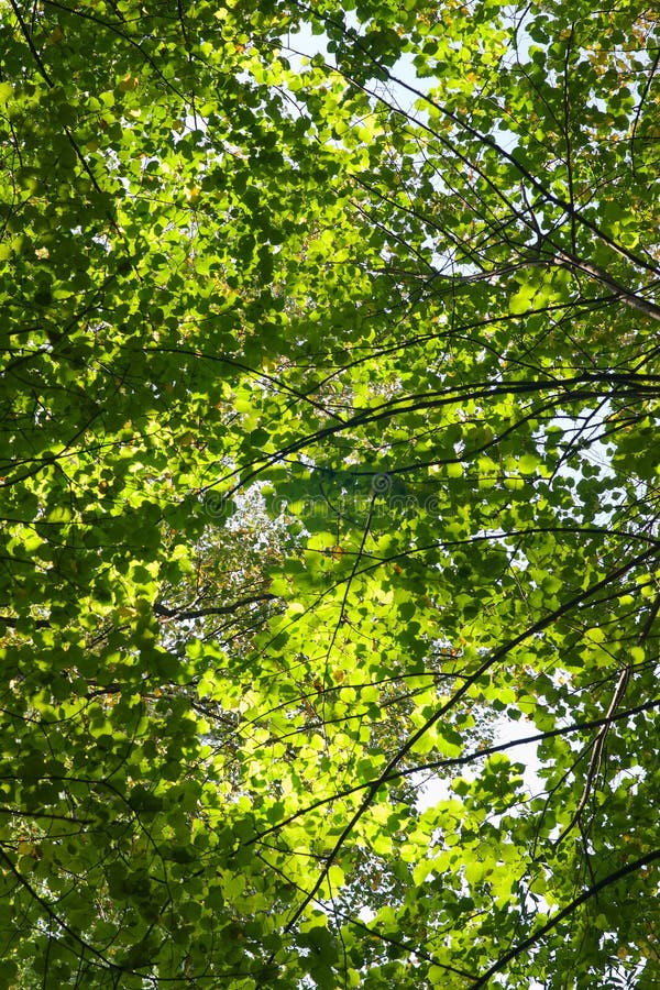 Trees Crown Picture. Image: 8727389