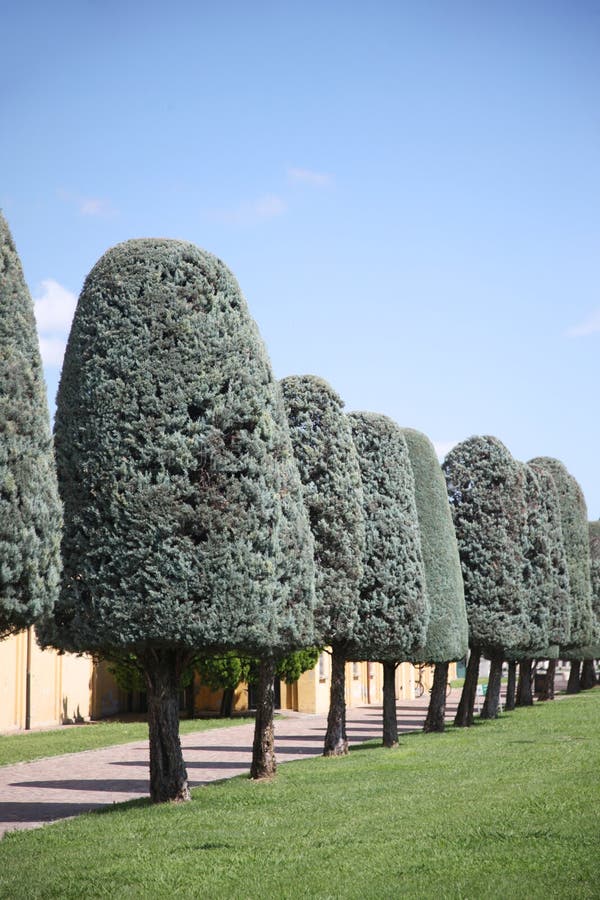 Trees with Crown Shape in the Form of a Rounded Cone Stock Photo ...