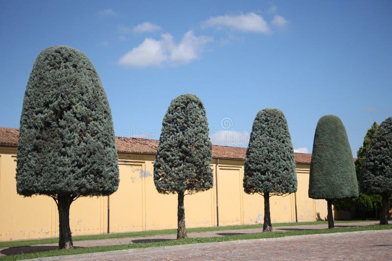 Trees with Crown Shape in the Form of a Rounded Cone Stock Image ...