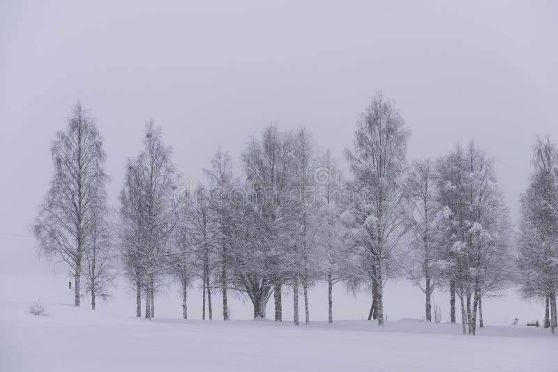 .trees Crystallized from the Cold in Lapland Stock Image - Image of ...