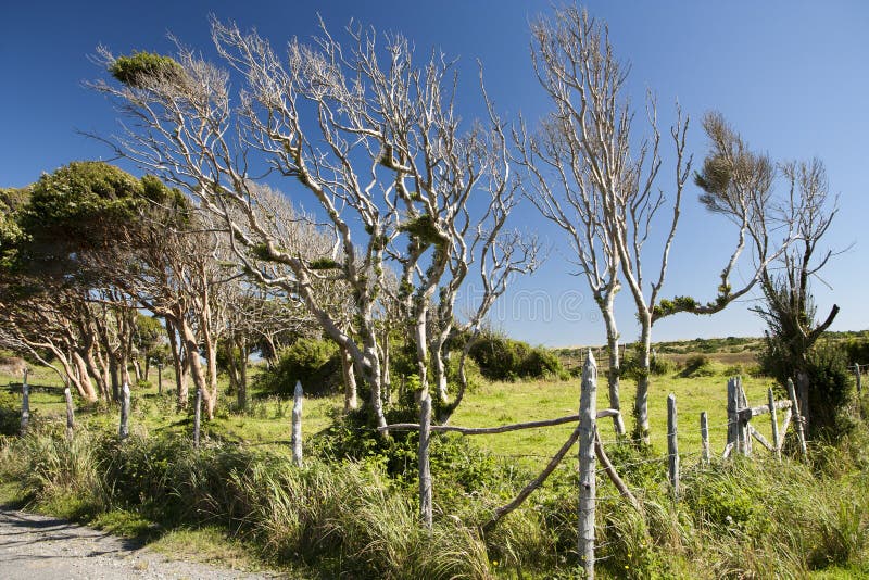 Trees with curly branches stock image. Image of curvy - 18591775