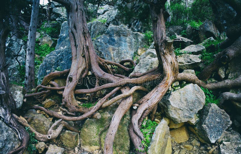 Trees with curly roots stock photo. Image of plant, summer - 117834862