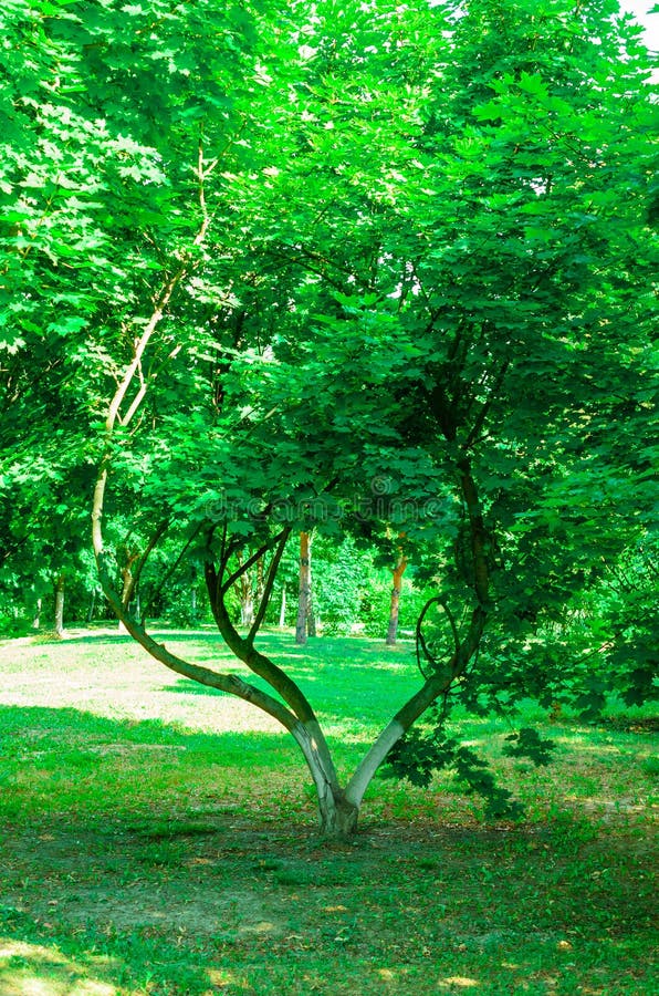 Trees with Curved Trunks and Branches Stock Image - Image of curved ...