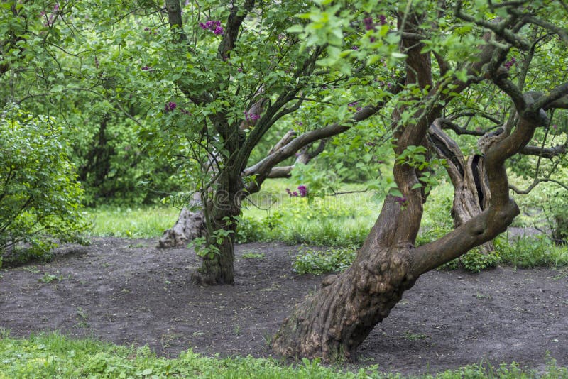 Trees with Curved Trunks, Spring, Forest Stock Image - Image of ...