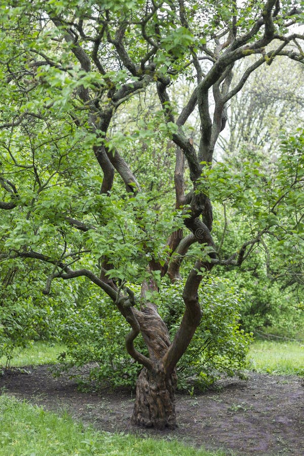 Trees with Curved Branched Trunks in Spring Forest Stock Image - Image ...