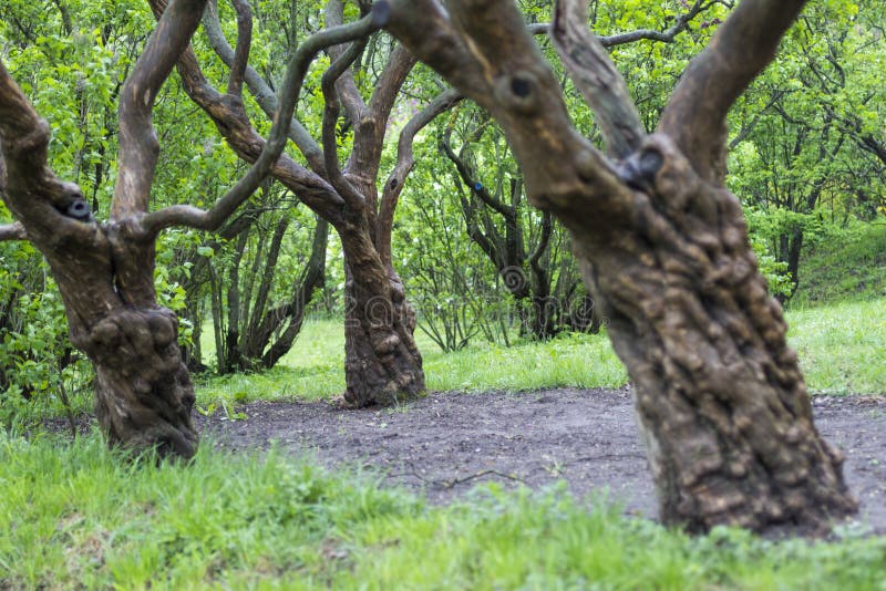 Trees with Curved Trunks, Spring, Forest Stock Image - Image of nature ...