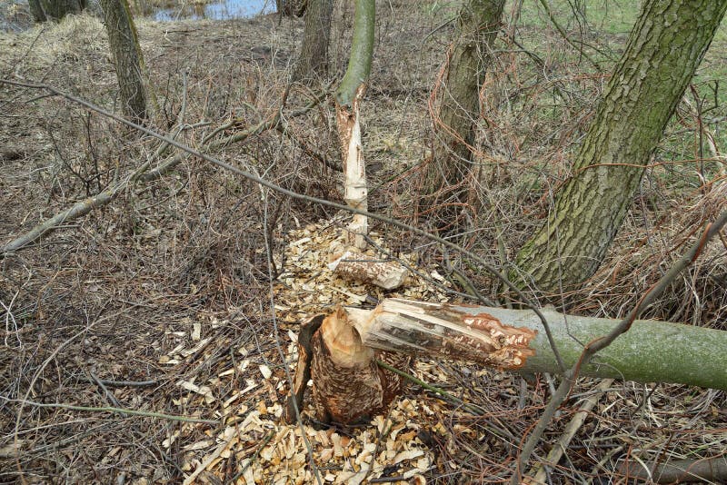 Trees Cut by Beavers - Teeth Marks on Stumps. Stock Image - Image of ...