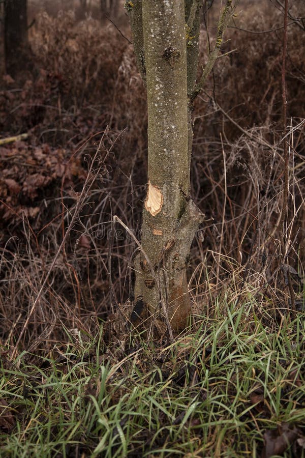 Trees Cut by Beavers, Teeth Marks on Trees Stock Image - Image of ...