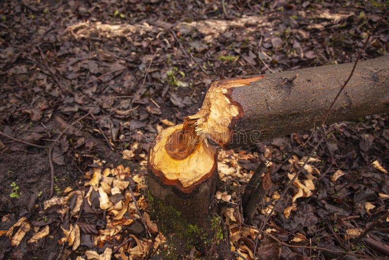 Trees Cut by Beavers, Teeth Marks on Trees Stock Photo - Image of ...
