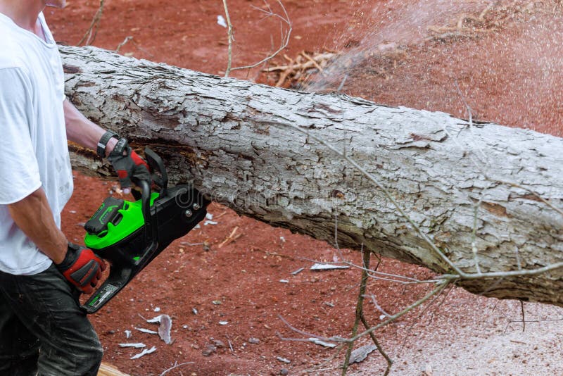 Trees are Cut with a Chainsaw by Professional Lumberjack in Forest ...