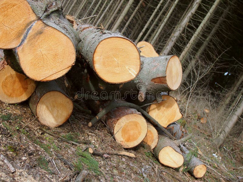 Trees cut down stock photo. Image of ecological, fell - 24408628