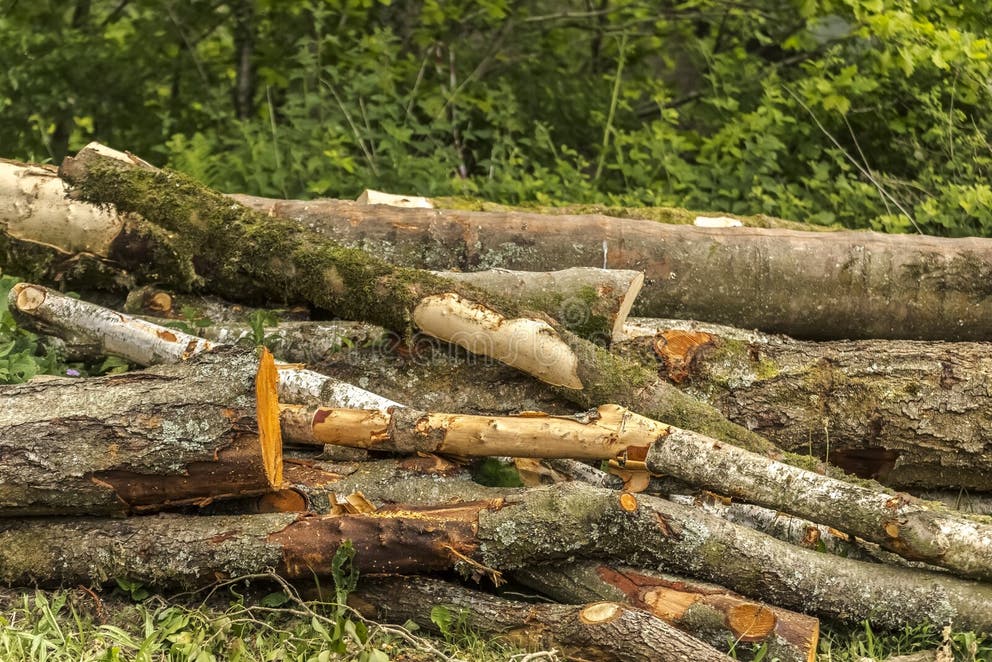 Trees Cut Down into Long Logs in a Pile Stock Photo - Image of ...