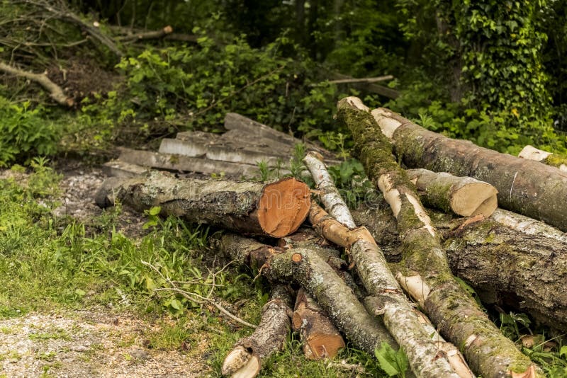 Trees Cut Down into Long Logs in a Pile Stock Photo - Image of ...