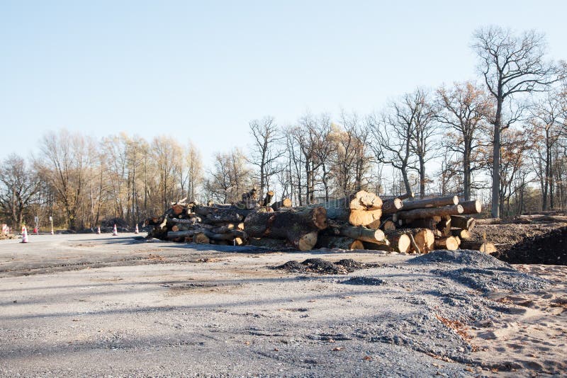 Trees Cut Down and Prepared for Removal Stock Image - Image of pile ...
