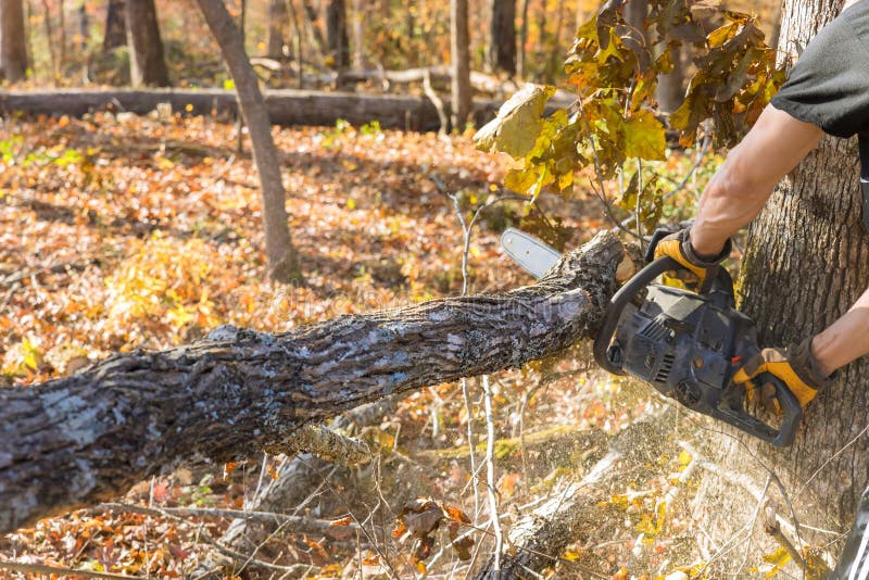 Trees are Cut Down by Professional Lumberjack Using Chainsaw during ...