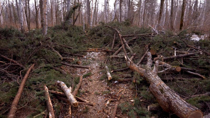 Trees Cut Down in the Taiga. Place after Cutting Trees Stock Footage ...
