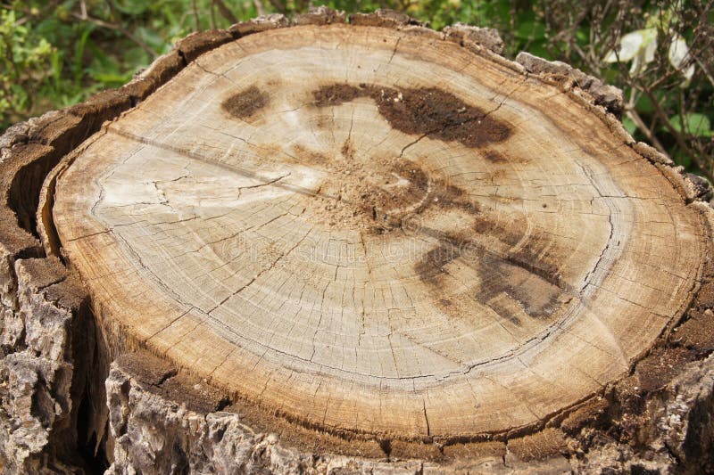 The Trees are Cut, Dried, Patterned Skin Stock Image - Image of pattern ...