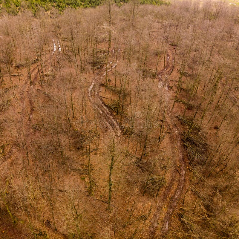 Trees cut in the forest stock image. Image of clothing - 193233515