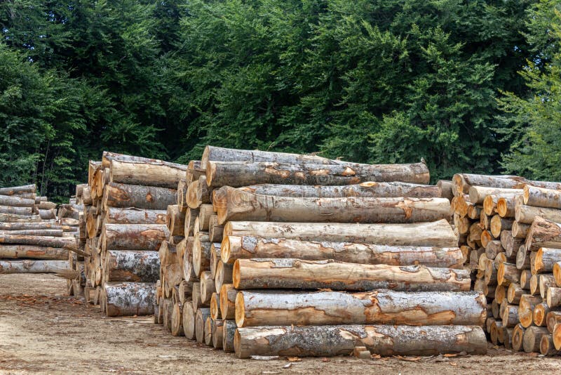 Trees Cut in the Forest. Tree Stumps Stacked Stock Image - Image of ...