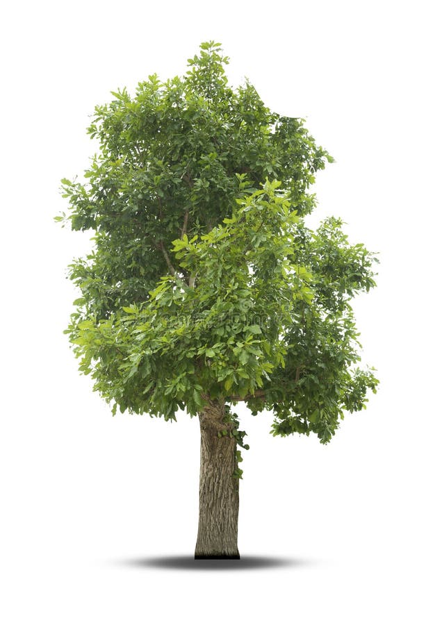 Trees, Cut out tree stock image. Image of foliage, large - 223377201
