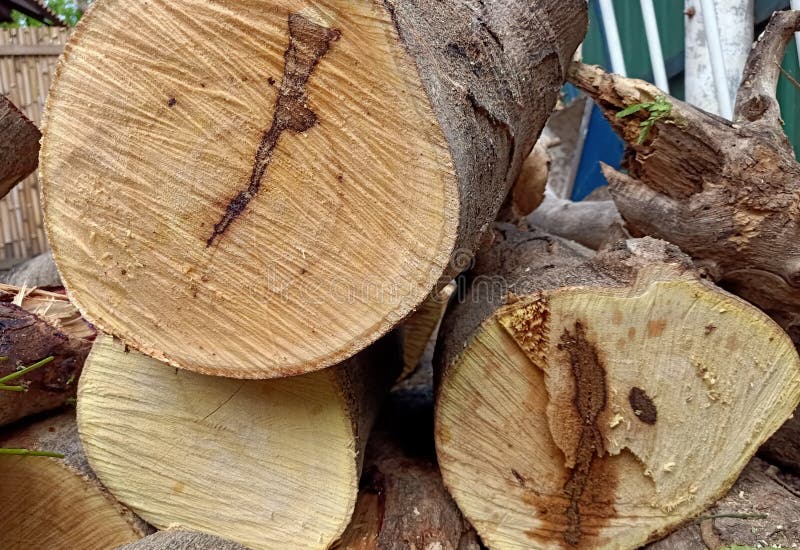 Trees that are Cut into Pieces by a Wood Cutter Will Be Placed on the ...