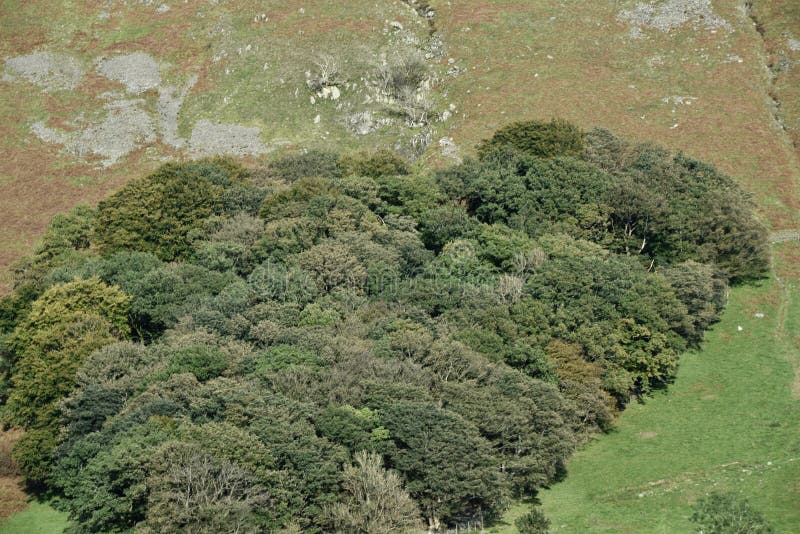 Trees in shape stock photo. Image of photograph, land - 293903872