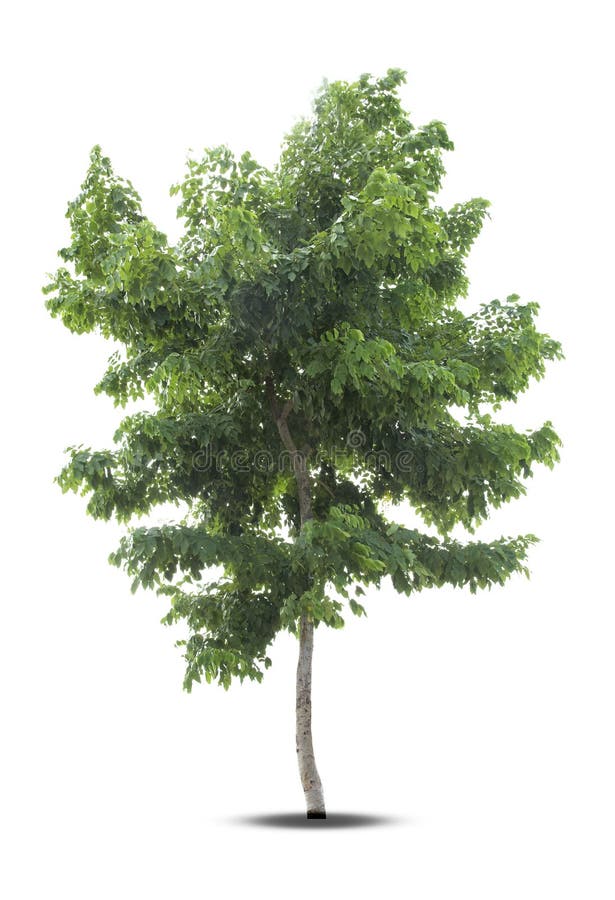 Trees, Cutout Tree for Use As a Raw Material for Editing Work Stock ...