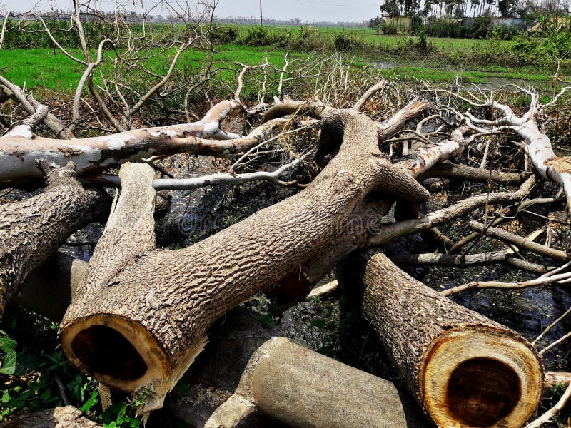 Trees after Cyclone Fell Down. Stock Photo - Image of aftermath, park ...